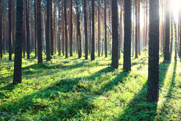 Devon Eco Pallets | Pallet Collection & Recycling | Waste Disposal